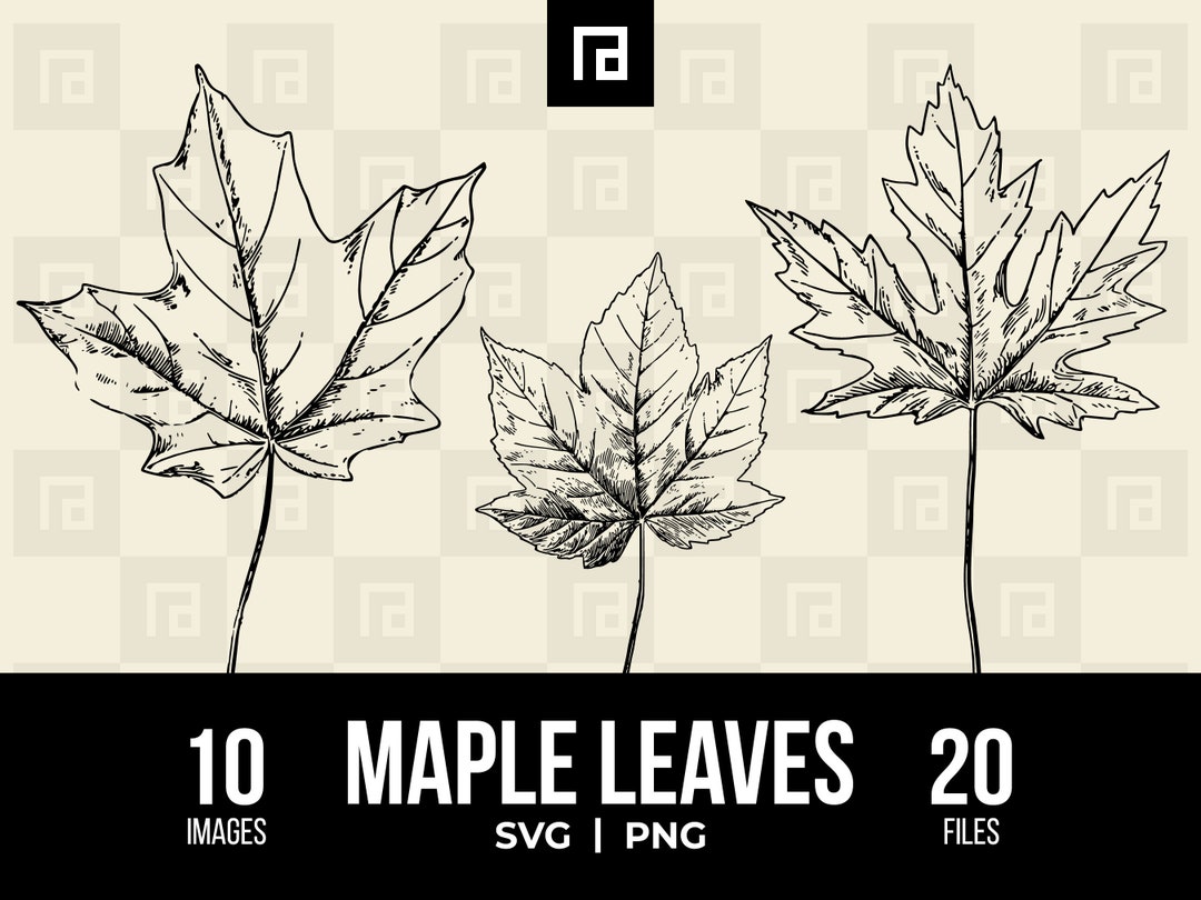 Maple Leaves SVG PNG Bundle, Various Hand-drawn Maple Foliage, Transparent Leaves, Scalable ...