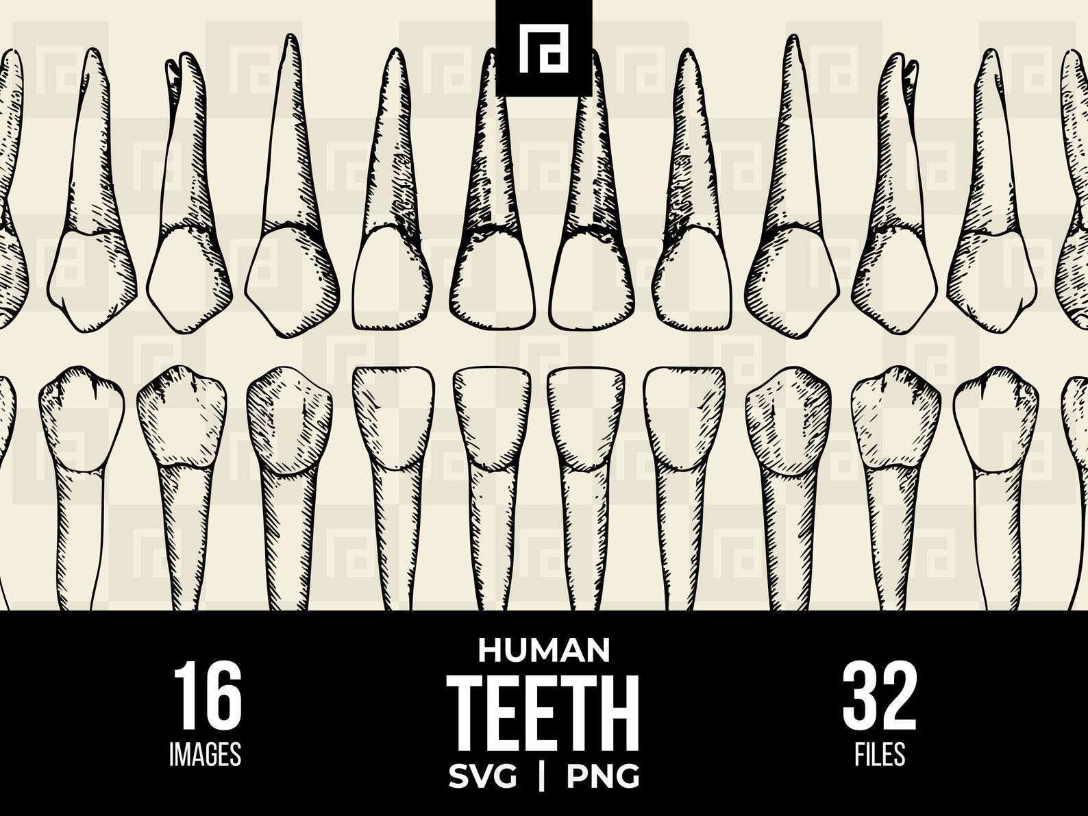 Human Teeth SVG PNG Bundle, Hand-drawn Permanent Teeth, Deciduous Teeth ...