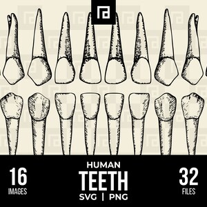 Human Teeth SVG PNG Bundle, Hand-drawn Permanent Teeth, Deciduous Teeth ...