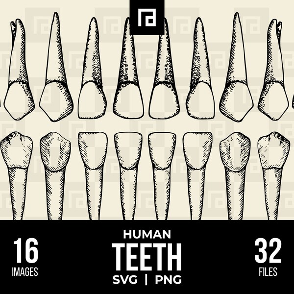 Tooth Svg - Etsy