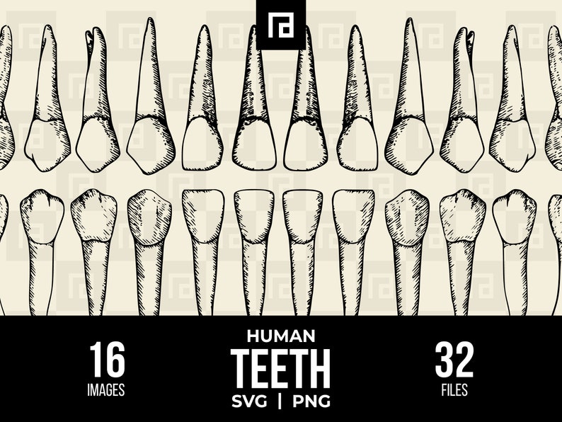 Human Teeth SVG PNG Bundle, Hand-drawn Permanent Teeth, Deciduous Teeth ...