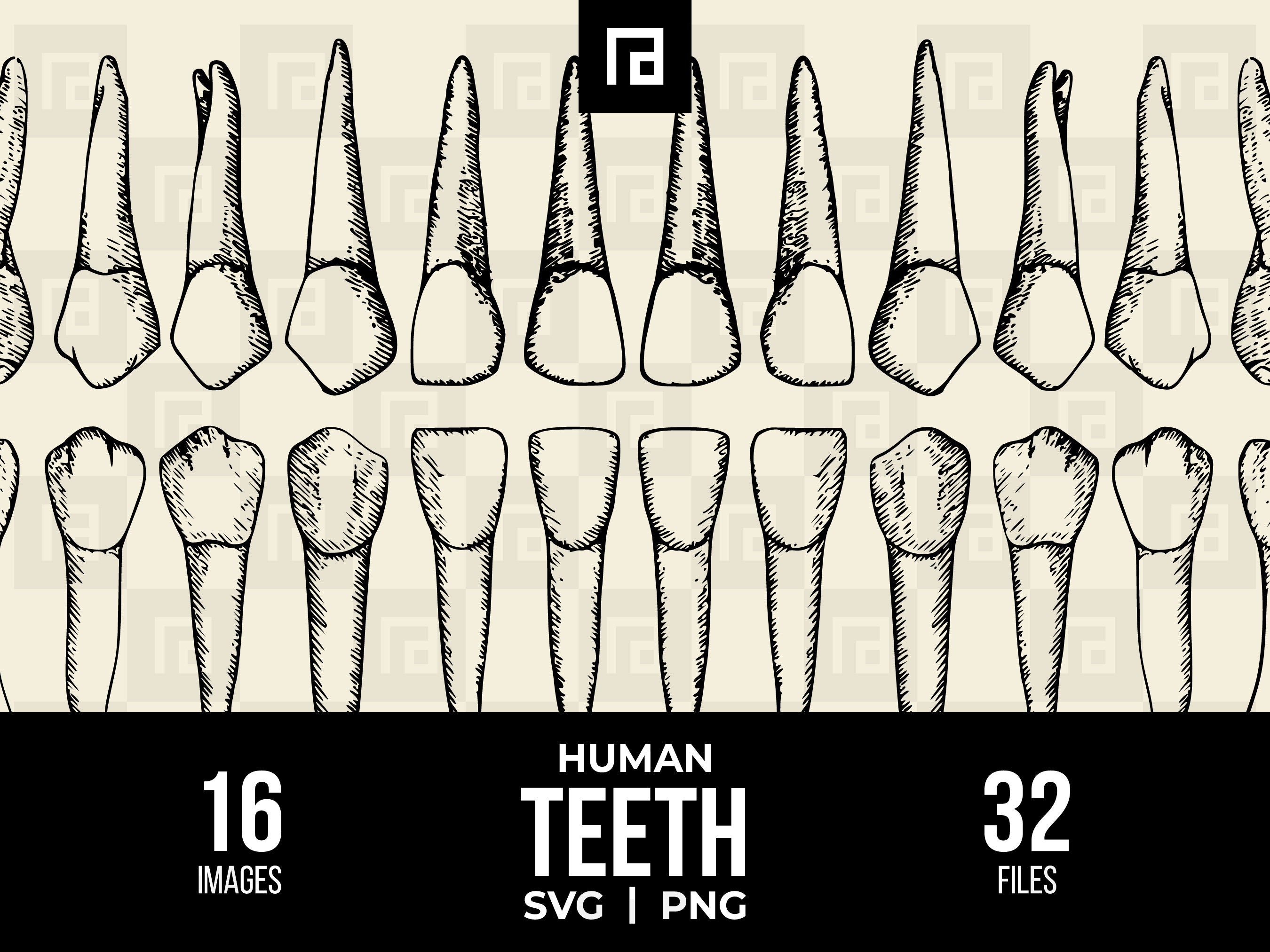 Human Teeth SVG PNG Bundle, Hand-drawn Permanent Teeth, Deciduous Teeth ...