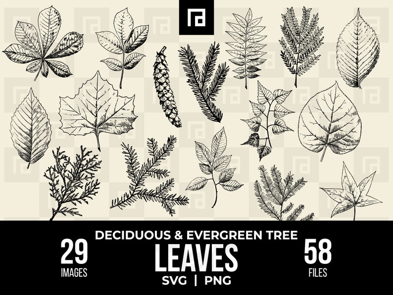 Hand-drawn Leaves SVG PNG Bundle, Deciduous Tree Leaves Svg, Evergreen ...