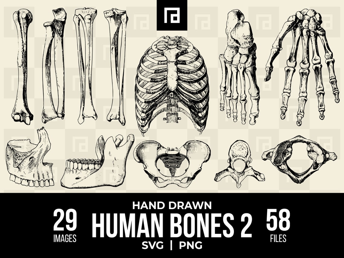 Hand Drawn Human Skeleton Bones SVG PNG Bundle 2, Anatomical Art ...