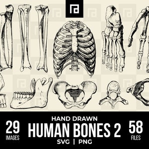 Hand Drawn Human Skeleton Bones SVG PNG Bundle 2, Anatomical Art ...