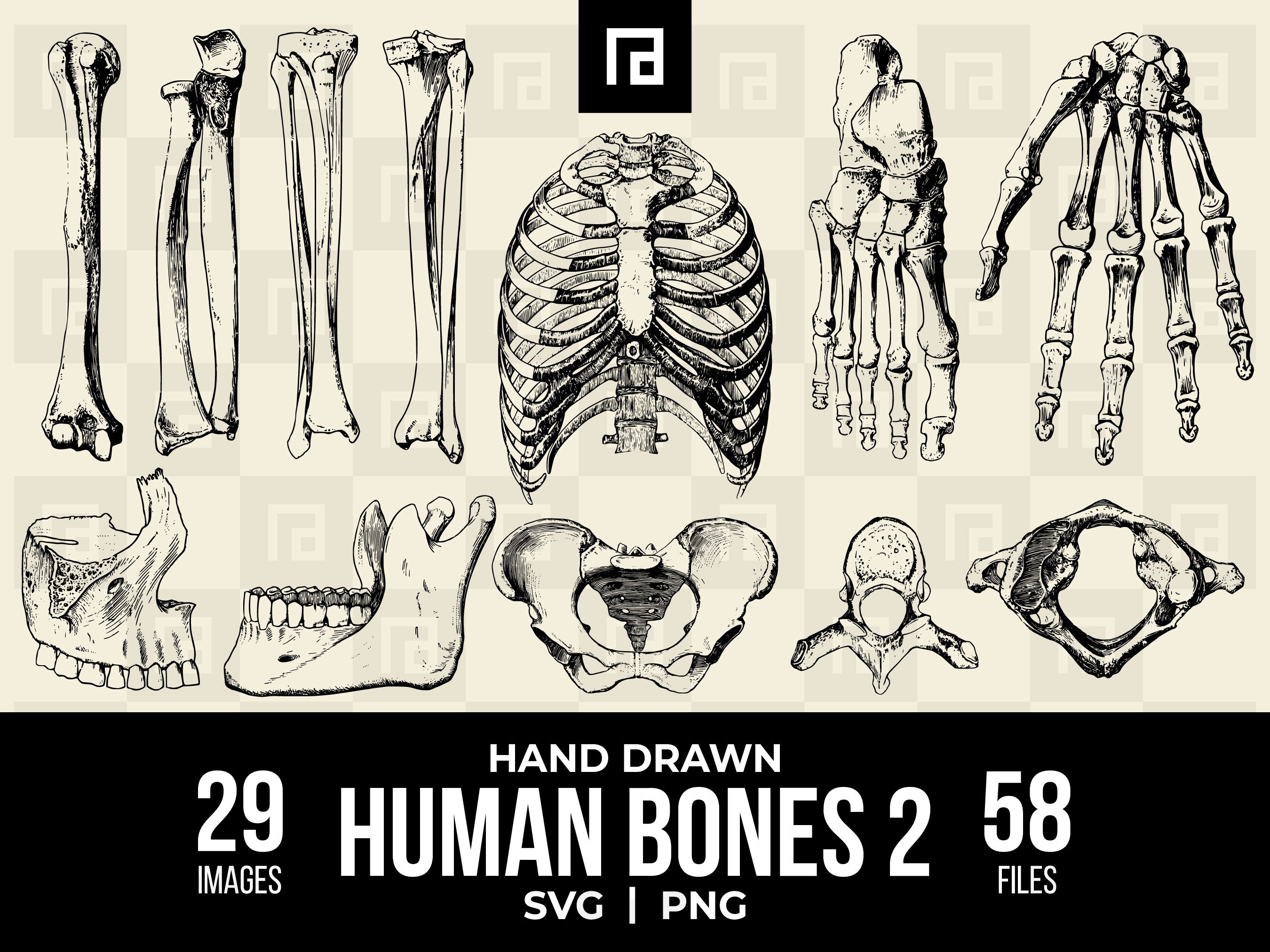 Hand Drawn Human Skeleton Bones SVG PNG Bundle 2, Anatomical Art ...