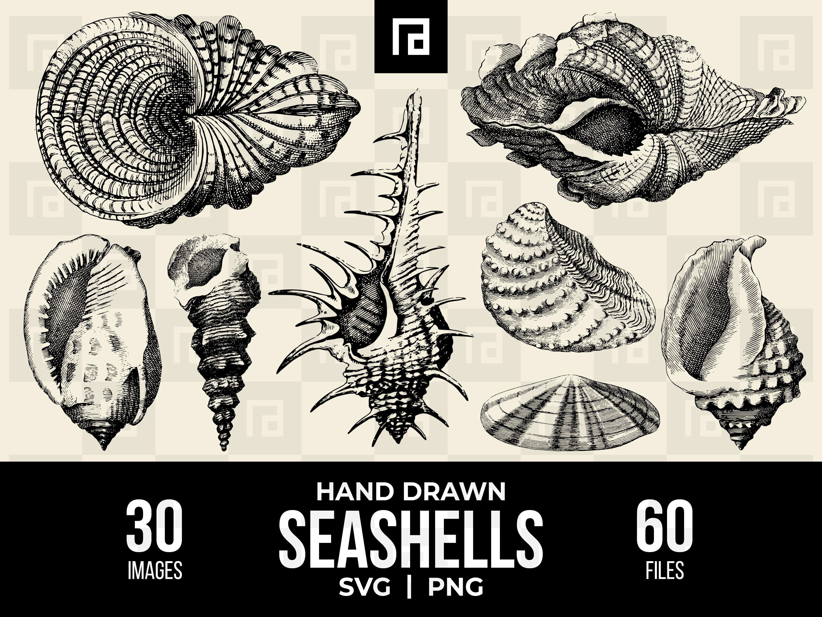 Hand Drawn Seashell SVG PNG Bundle, Marine Sea Shell Vector Graphics Conchology Collection Ocean ...