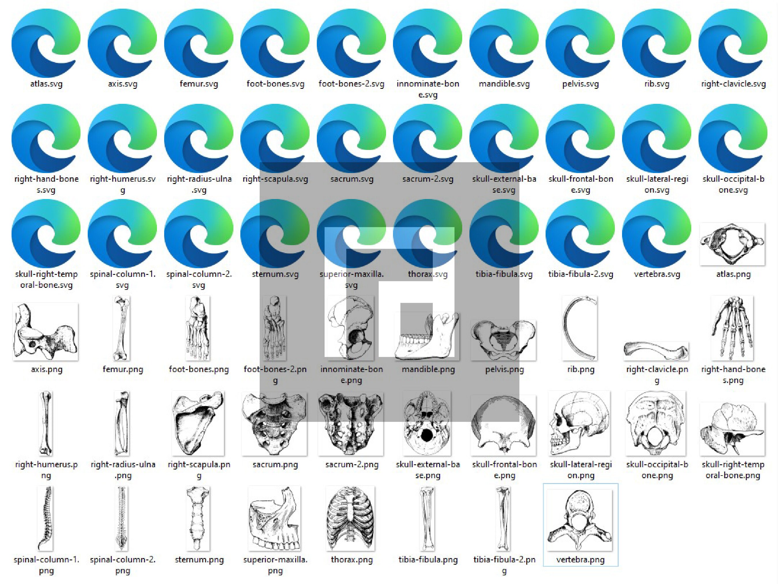 Hand Drawn Human Skeleton Bones SVG PNG Bundle 2, Anatomical Art ...