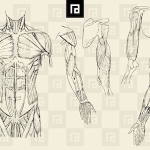 Hand-drawn Human Muscles SVG PNG Bundle, Anatomy Illustrations, Core ...