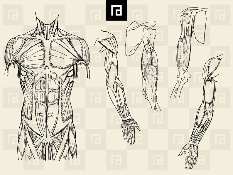 Hand-drawn Human Muscles SVG PNG Bundle, Anatomy Illustrations, Core ...