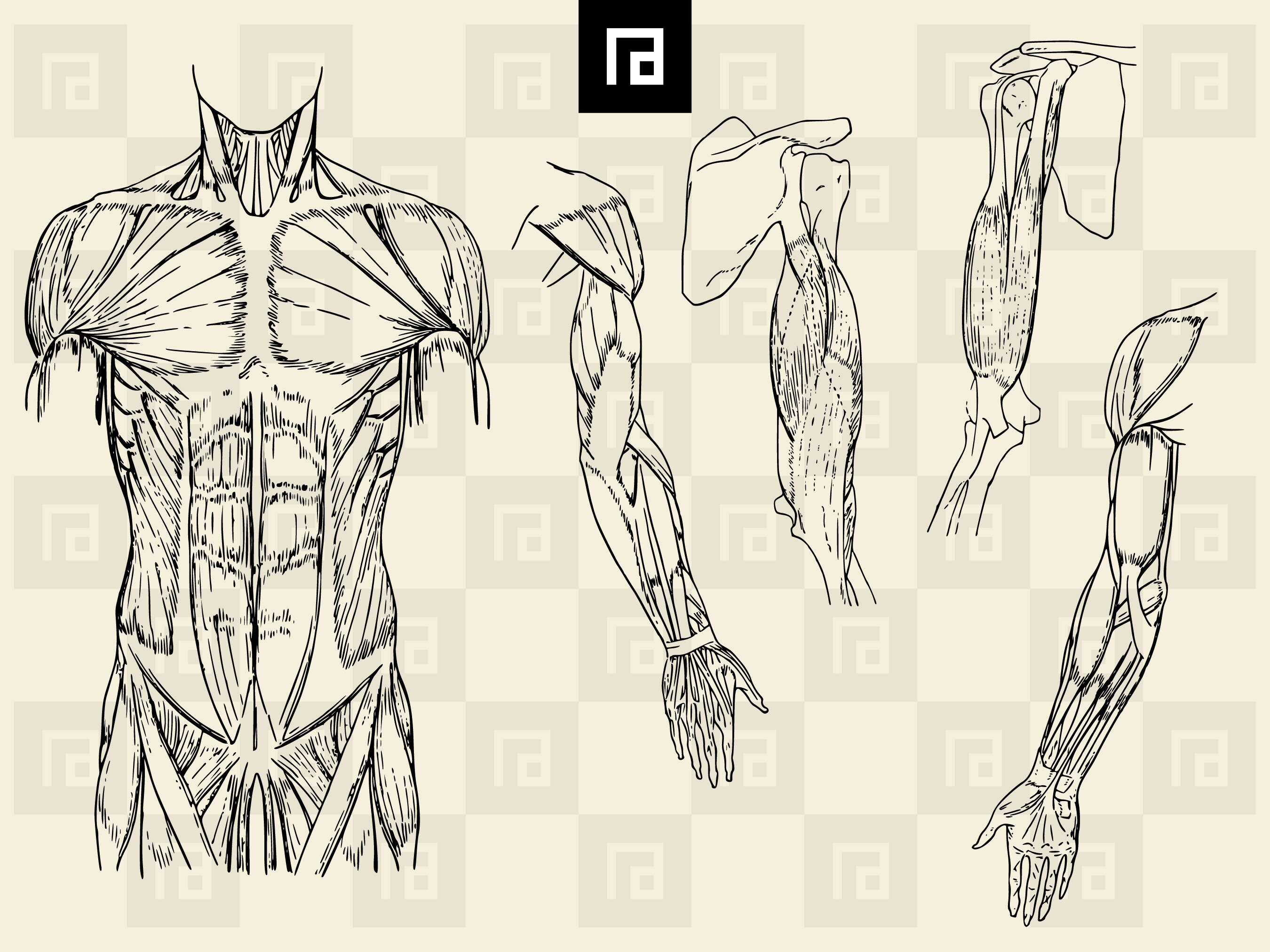 Hand-drawn Human Muscles SVG PNG Bundle, Anatomy Illustrations, Core ...