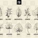 Hand-drawn Leaves SVG PNG Bundle, Deciduous Tree Leaves Svg, Evergreen ...