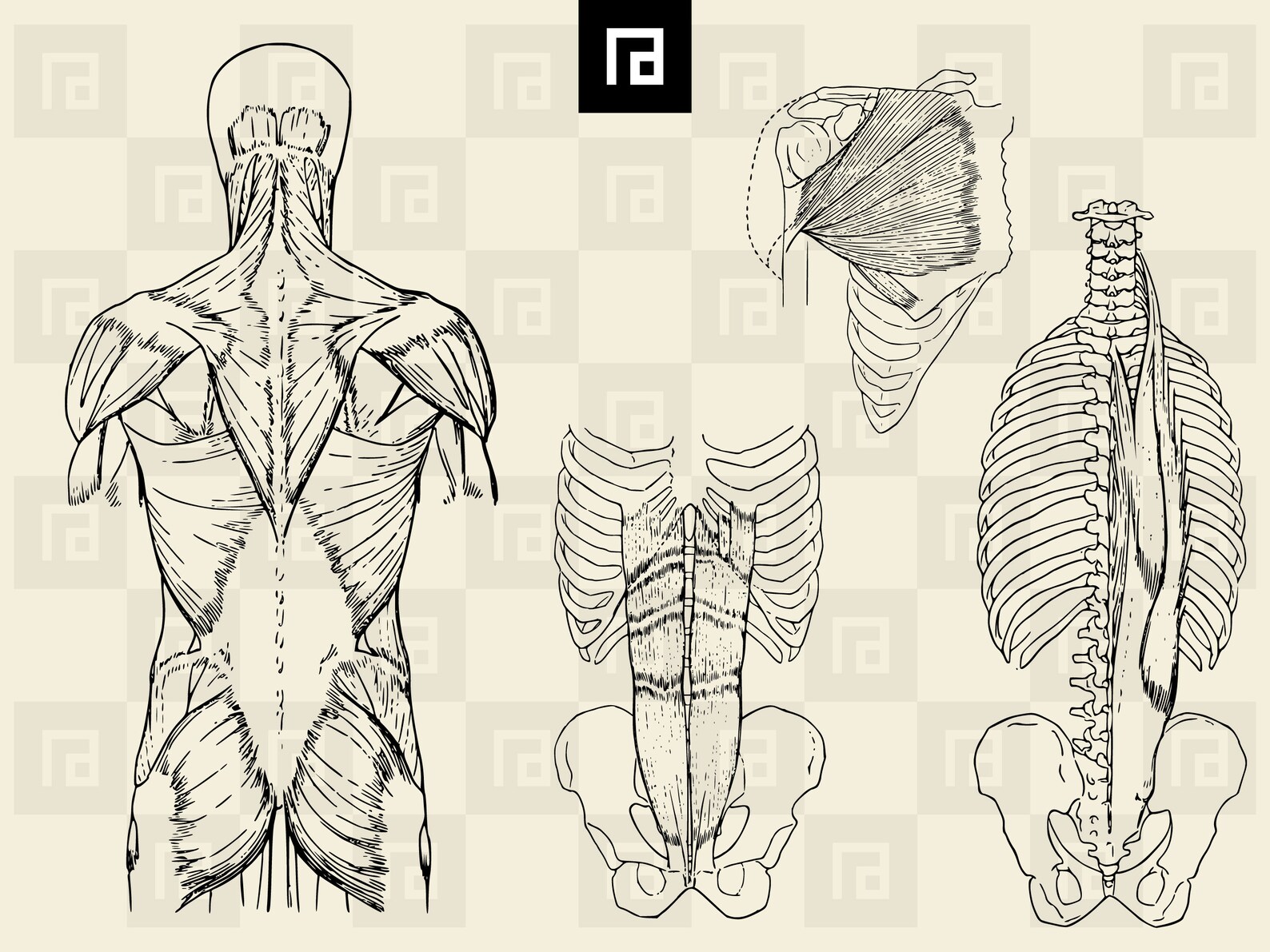 Hand-drawn Human Muscles SVG PNG Bundle, Anatomy Illustrations, Core ...