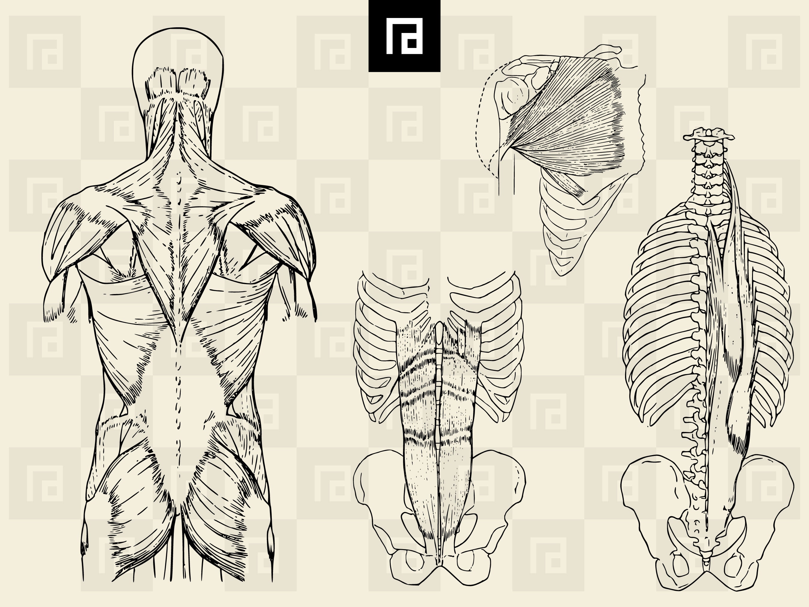 Hand-drawn Human Muscles SVG PNG Bundle, Anatomy Illustrations, Core ...
