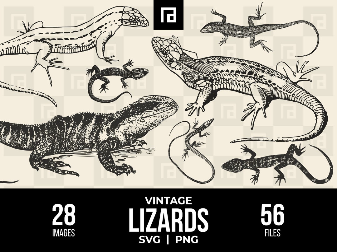 Vintage Lizards SVG PNG Bundle, Hand Drawn Reptile Vector Graphics, Herpetologist Office Wall ...