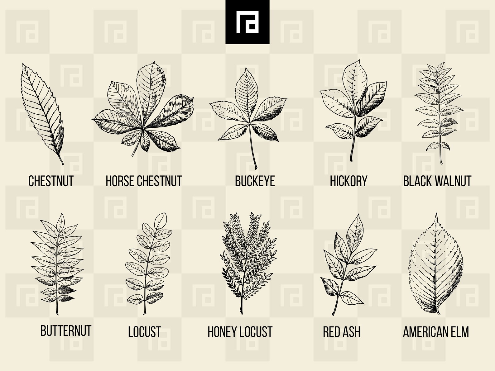 Hand-drawn Leaves SVG PNG Bundle, Deciduous Tree Leaves Svg, Evergreen ...