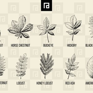 Hand-drawn Leaves SVG PNG Bundle, Deciduous Tree Leaves Svg, Evergreen ...