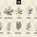 Hand-drawn Leaves SVG PNG Bundle, Deciduous Tree Leaves Svg, Evergreen ...