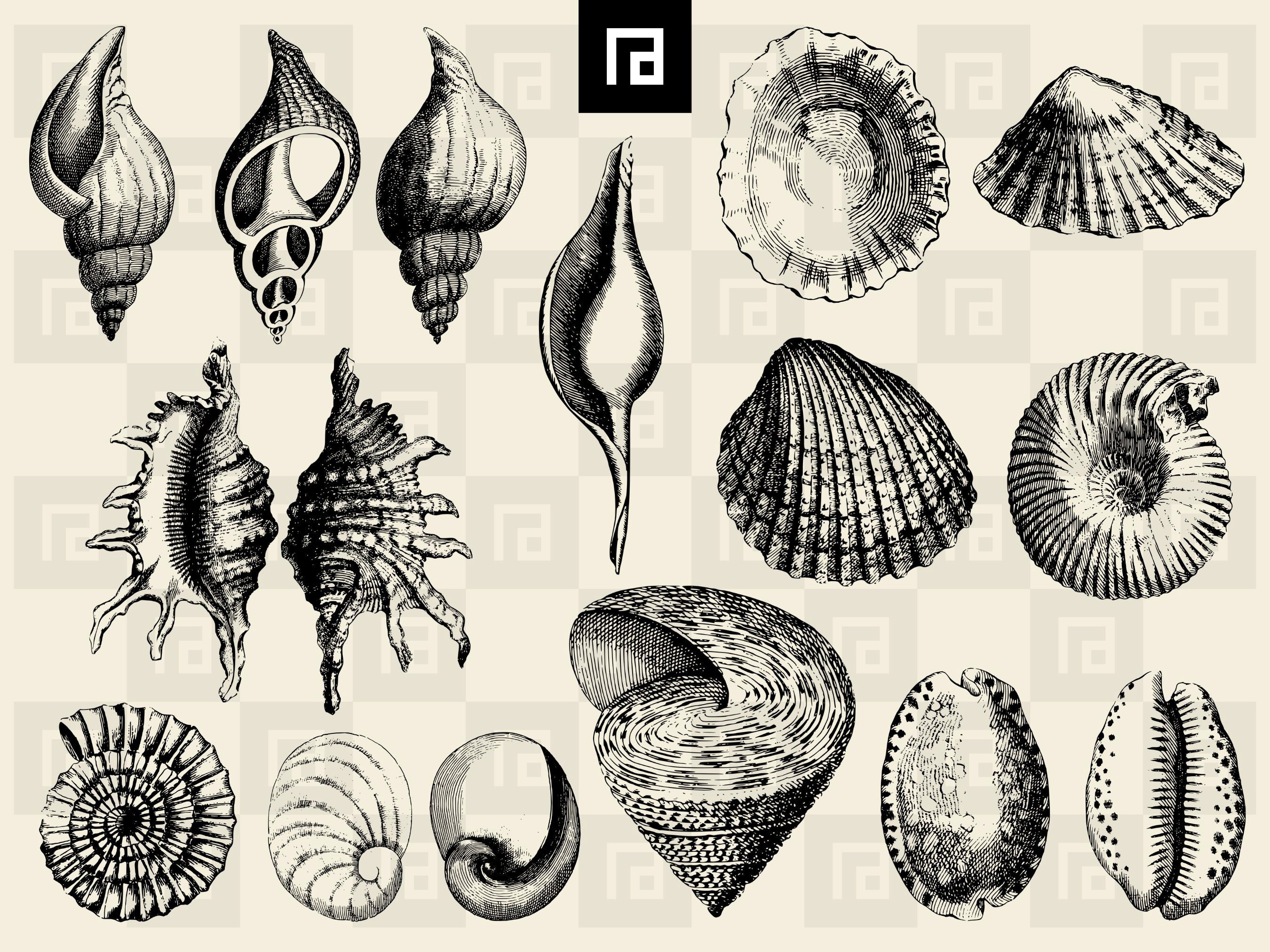 Hand Drawn Seashell SVG PNG Bundle, Marine Sea Shell Vector Graphics Conchology Collection Ocean ...