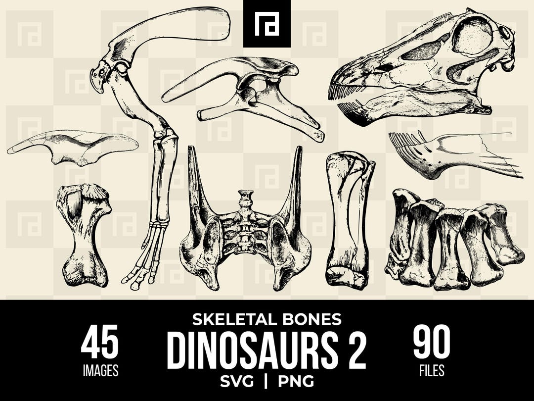 Dinosaur Skeletal Bones SVG PNG Collection 2 Hand Drawn Claosaurus ...