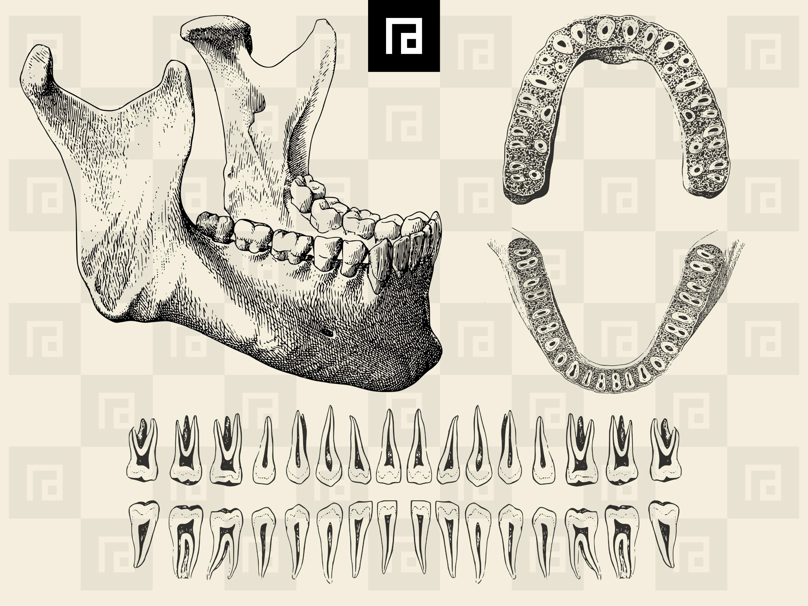 Human Teeth SVG PNG Bundle 2, Hand Drawn Full Arch of 32 Teeth Clipart ...