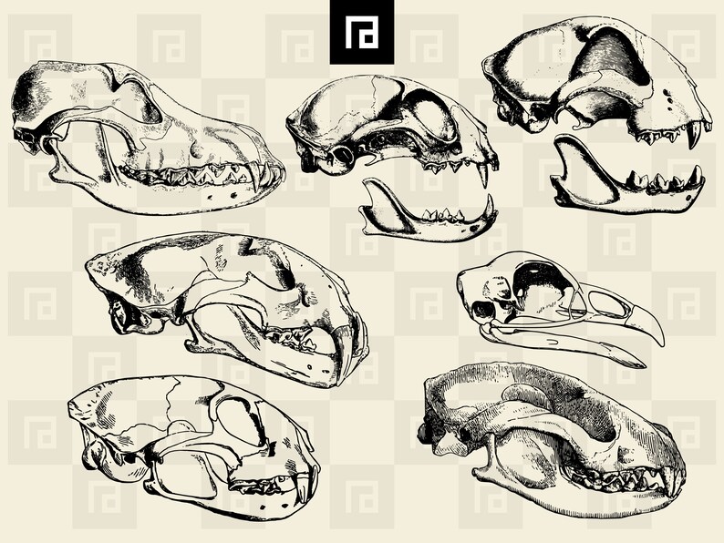Animal Skulls SVG PNG Bundle, Domestic and Wild Animals Skull ...