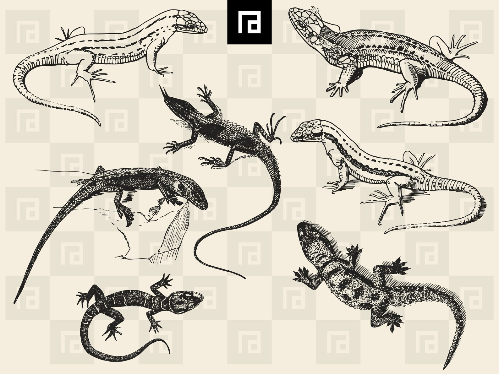 Vintage Lizards SVG PNG Bundle, Hand Drawn Reptile Vector Graphics ...