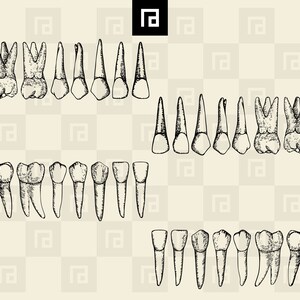 Human Teeth SVG PNG Bundle, Hand-drawn Permanent Teeth, Deciduous Teeth ...