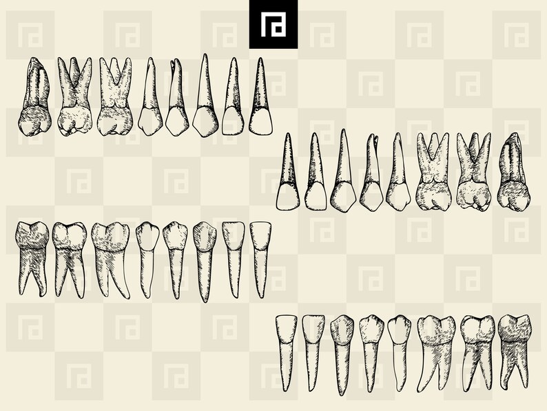 Human Teeth SVG PNG Bundle, Hand-drawn Permanent Teeth, Deciduous Teeth ...