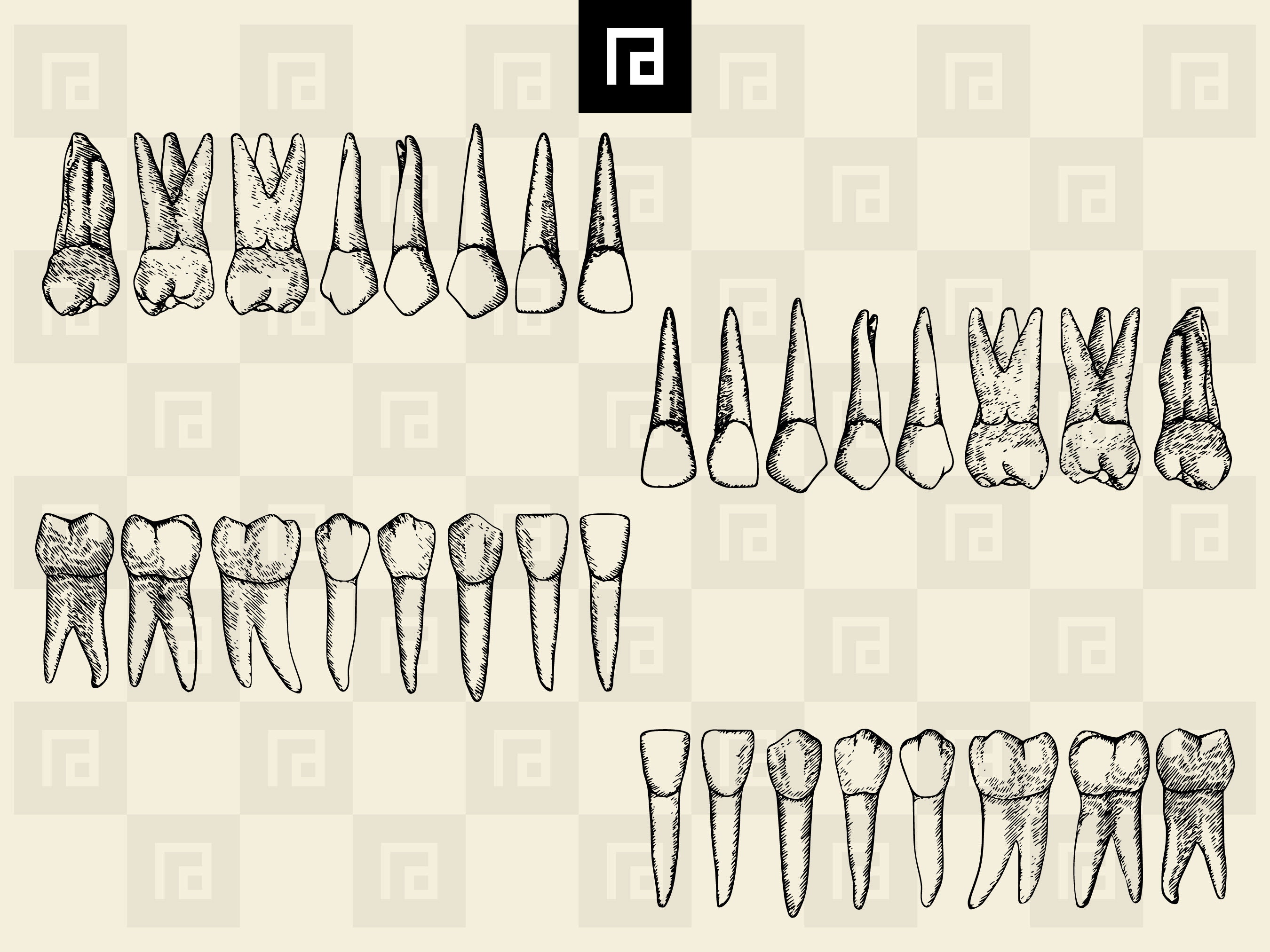 Human Teeth SVG PNG Bundle, Hand-drawn Permanent Teeth, Deciduous Teeth ...