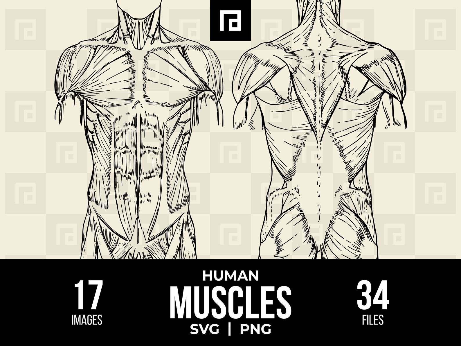 Hand-drawn Human Muscles SVG PNG Bundle, Anatomy Illustrations, Core ...