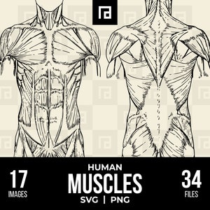 Hand-drawn Human Muscles SVG PNG Bundle, Anatomy Illustrations, Core ...