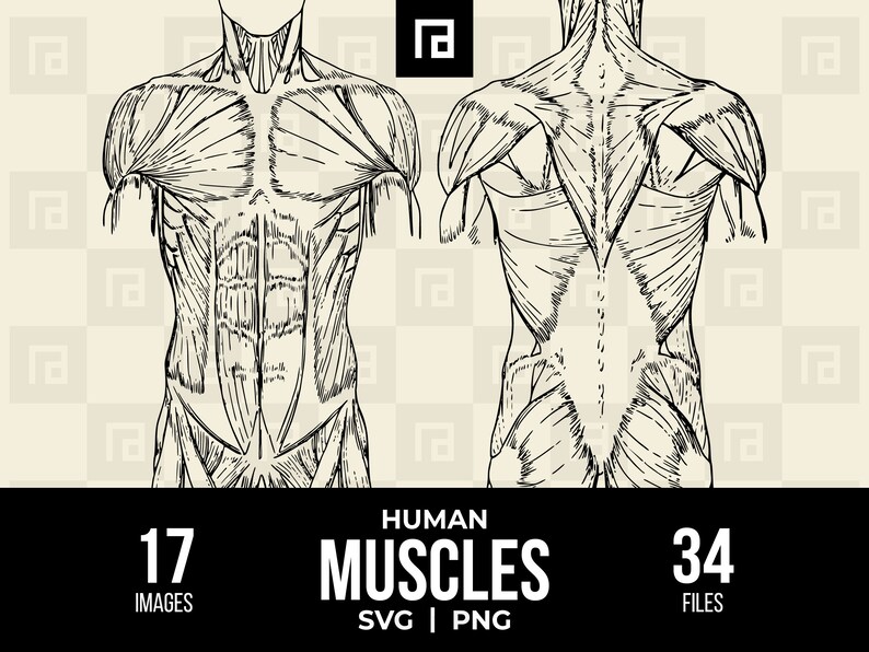 Hand-drawn Human Muscles SVG PNG Bundle, Anatomy Illustrations, Core ...