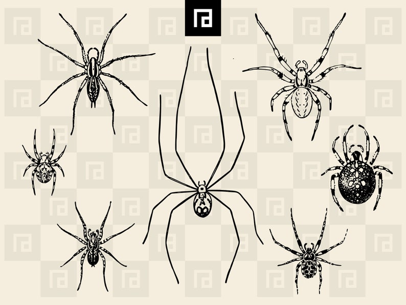 Vintage Spiders SVG PNG Bundle, Hand Drawn Poster, Invitations ...