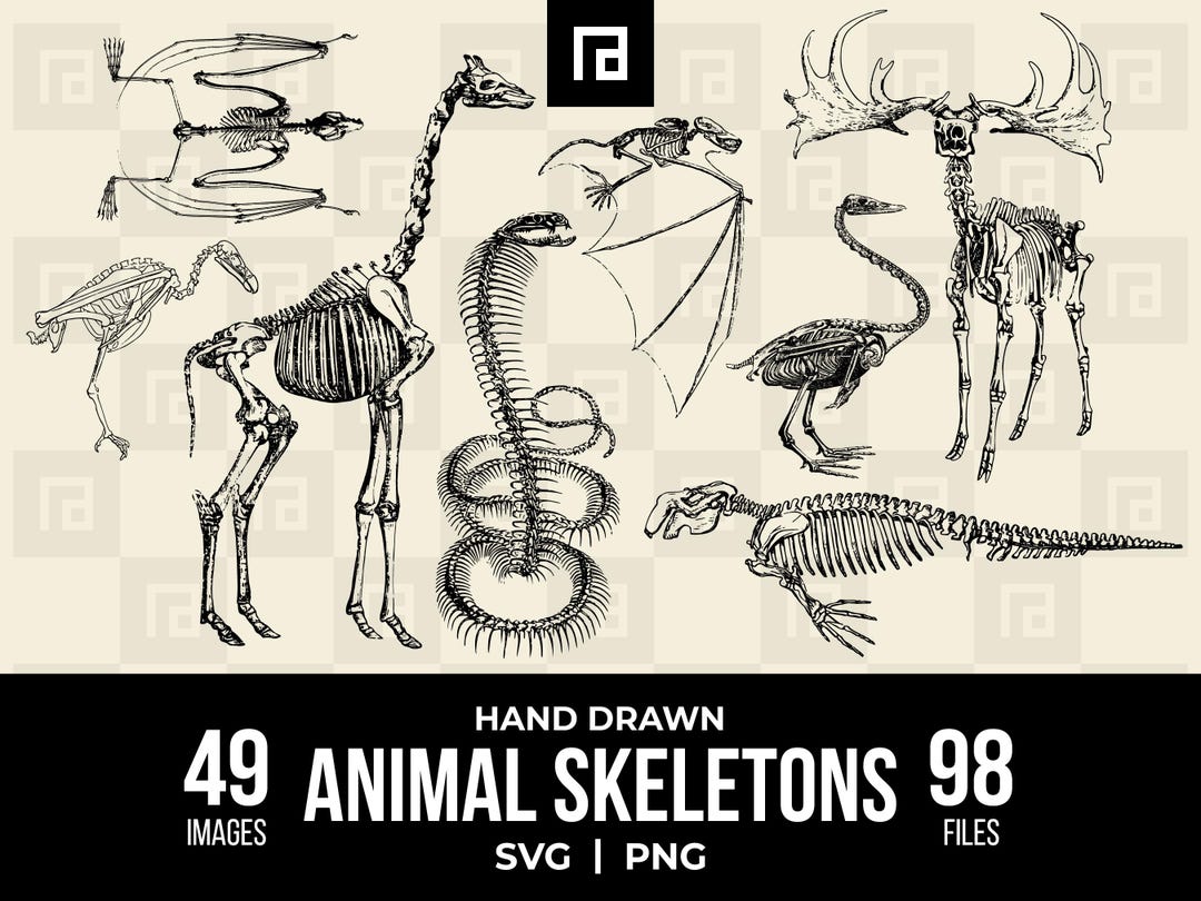 Hand Drawn Animal Skeletons SVG PNG Collection, Wildlife Bone Images ...