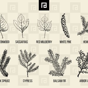 Hand-drawn Leaves SVG PNG Bundle, Deciduous Tree Leaves Svg, Evergreen ...