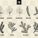 Hand-drawn Leaves SVG PNG Bundle, Deciduous Tree Leaves Svg, Evergreen ...