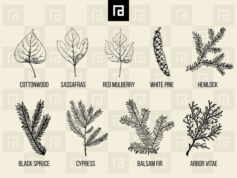 Hand-drawn Leaves SVG PNG Bundle, Deciduous Tree Leaves Svg, Evergreen ...