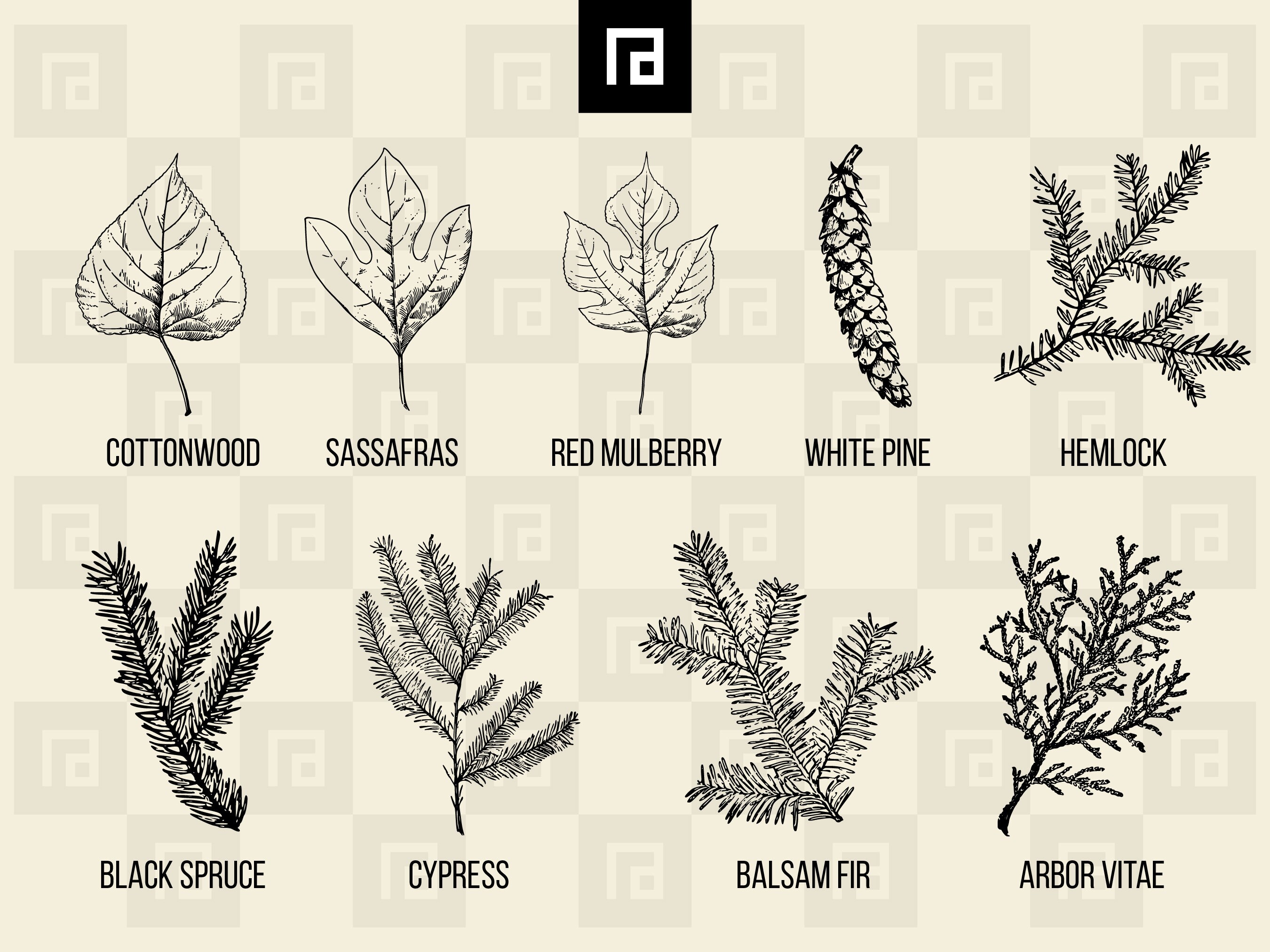 Hand-drawn Leaves SVG PNG Bundle, Deciduous Tree Leaves Svg, Evergreen ...