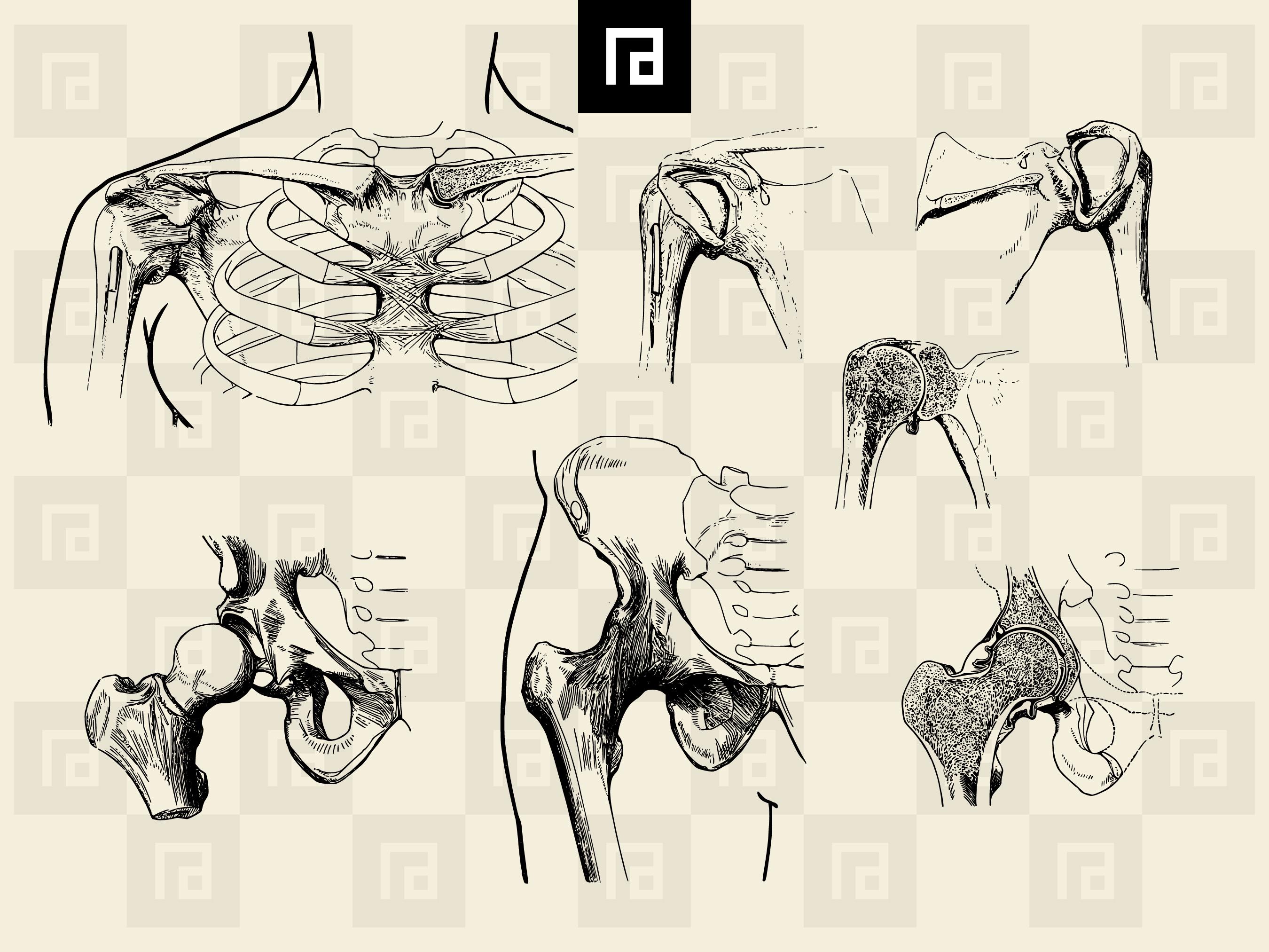 Human Joints and Ligaments SVG PNG Collection, Hand Drawn Ankle, Knee ...