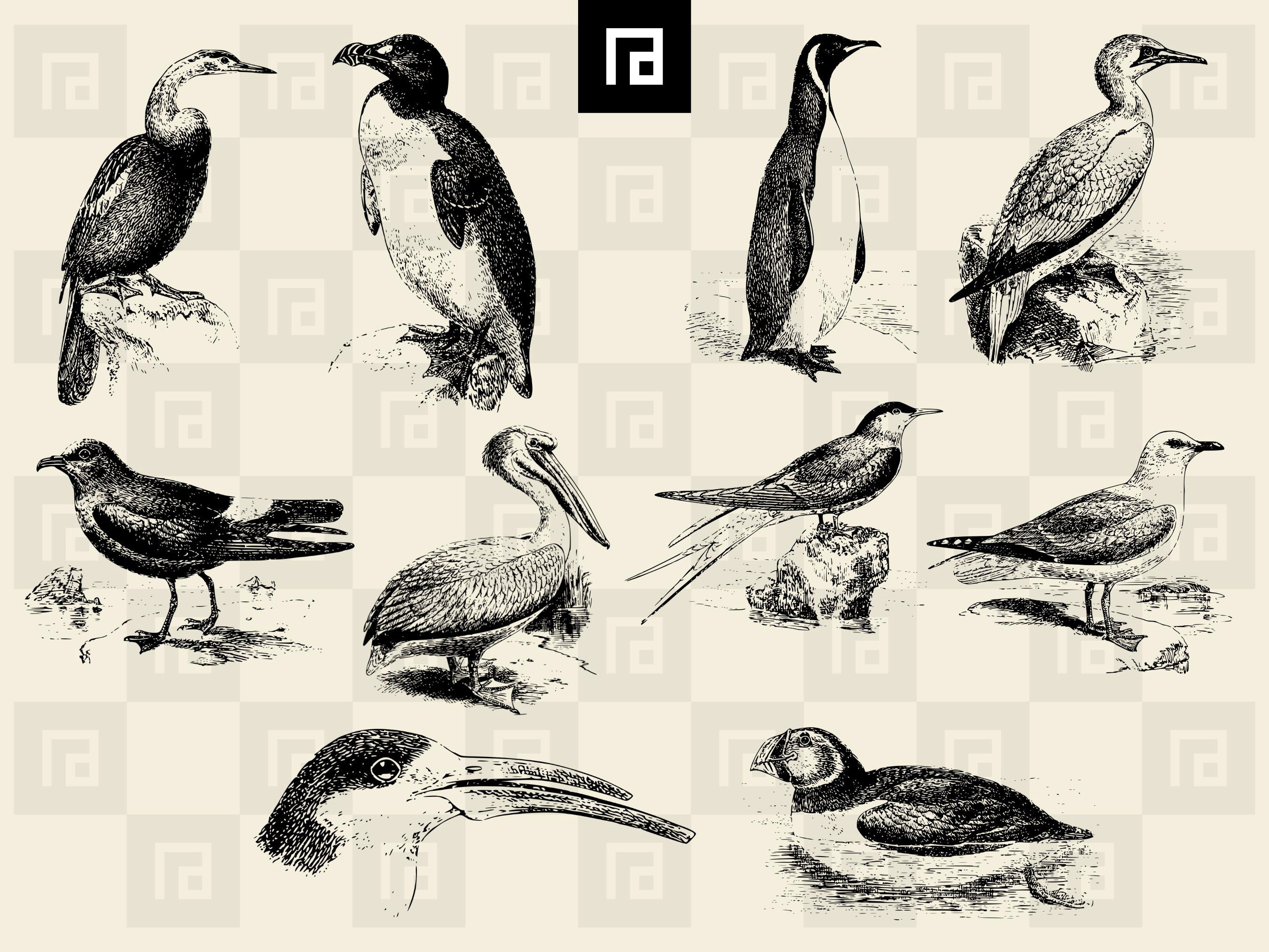 Hand Drawn Birds SVG PNG Bundle, Flying Animal Vector Graphics ...
