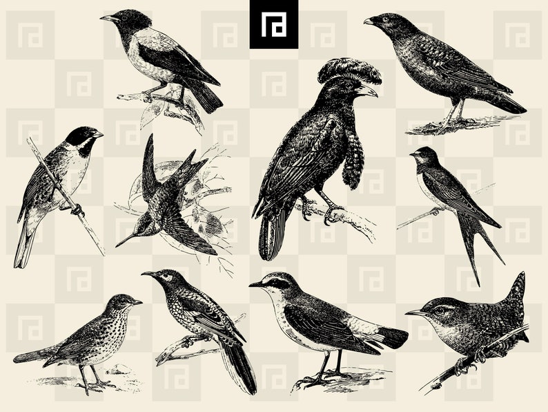 Hand Drawn Birds SVG PNG Bundle 4, Ornithology Digital Drawings ...