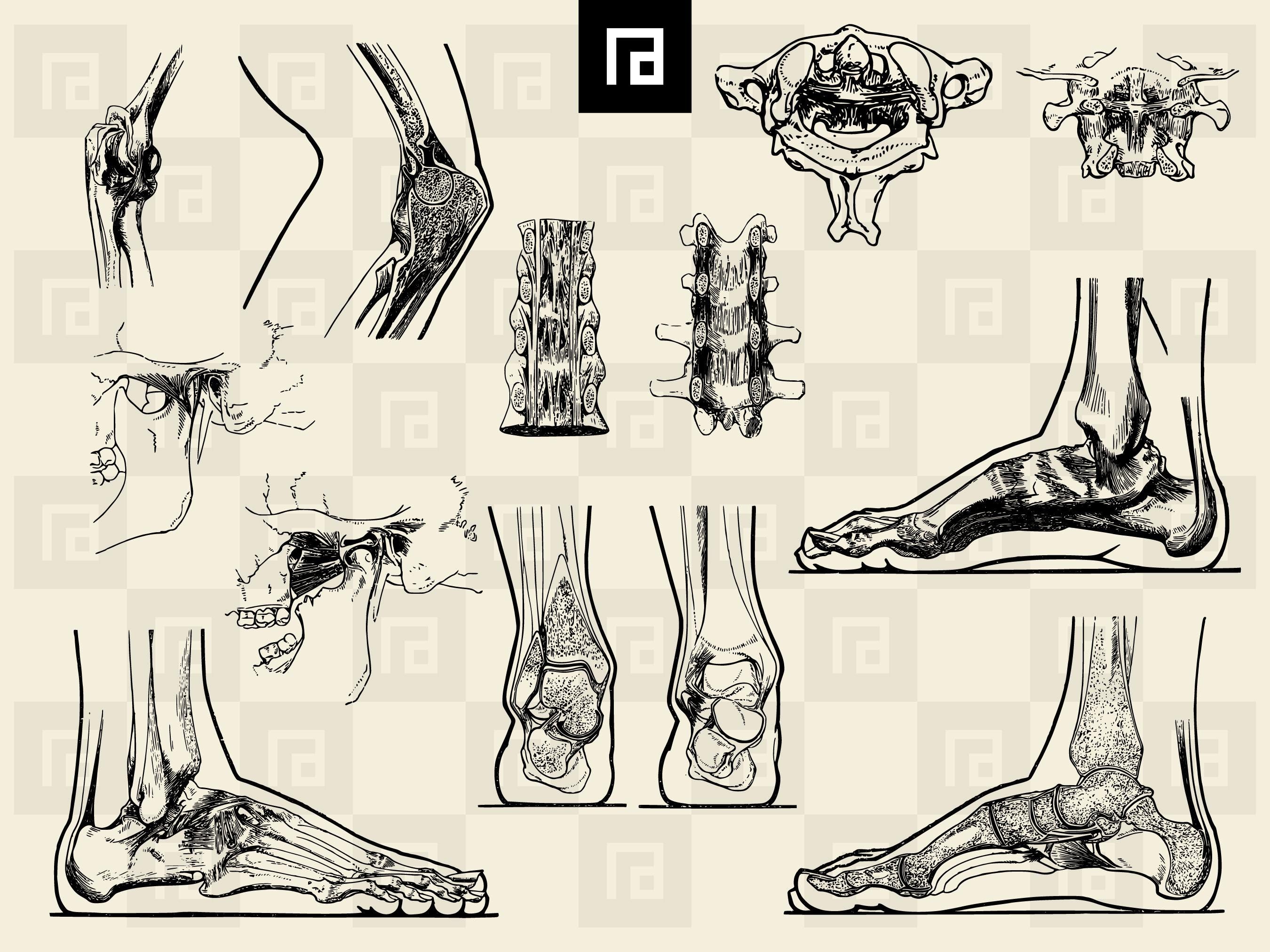 Human Joints and Ligaments SVG PNG Collection, Hand Drawn Ankle, Knee ...