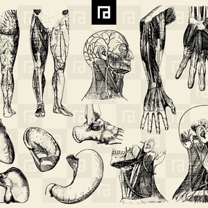 Hand Drawn Human Organs SVG PNG Bundle, Muscles, Joints, Ligaments ...