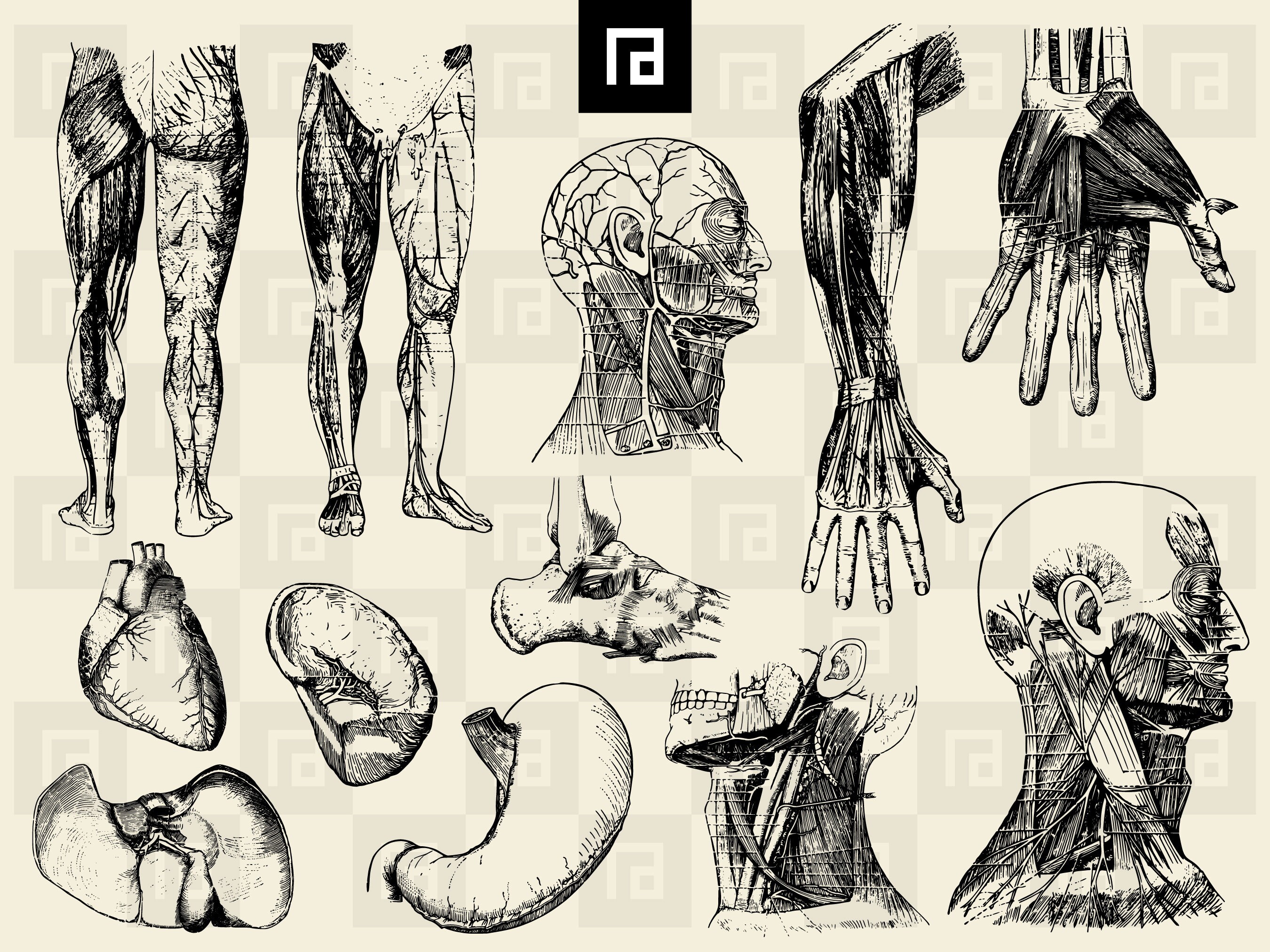 Hand Drawn Human Organs SVG PNG Bundle, Muscles, Joints, Ligaments ...