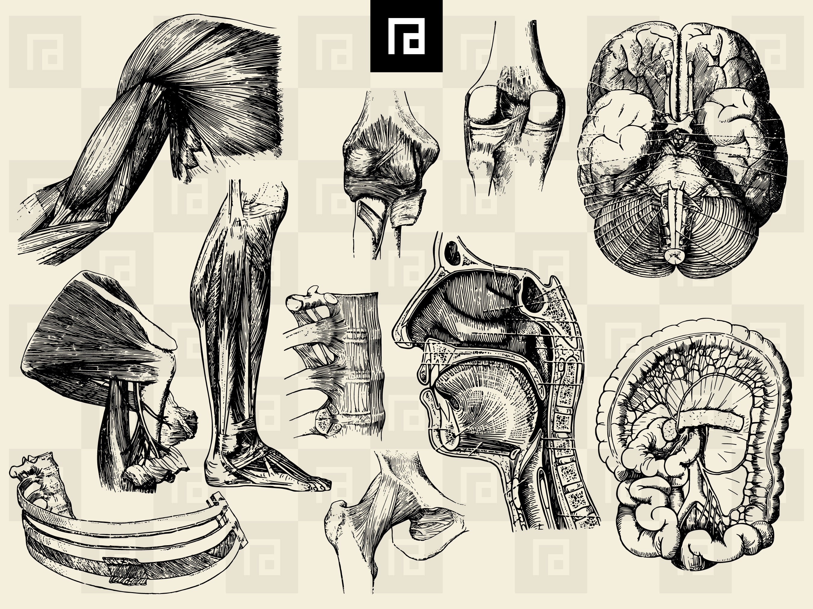 Hand Drawn Human Organs SVG PNG Bundle, Muscles, Joints, Ligaments ...