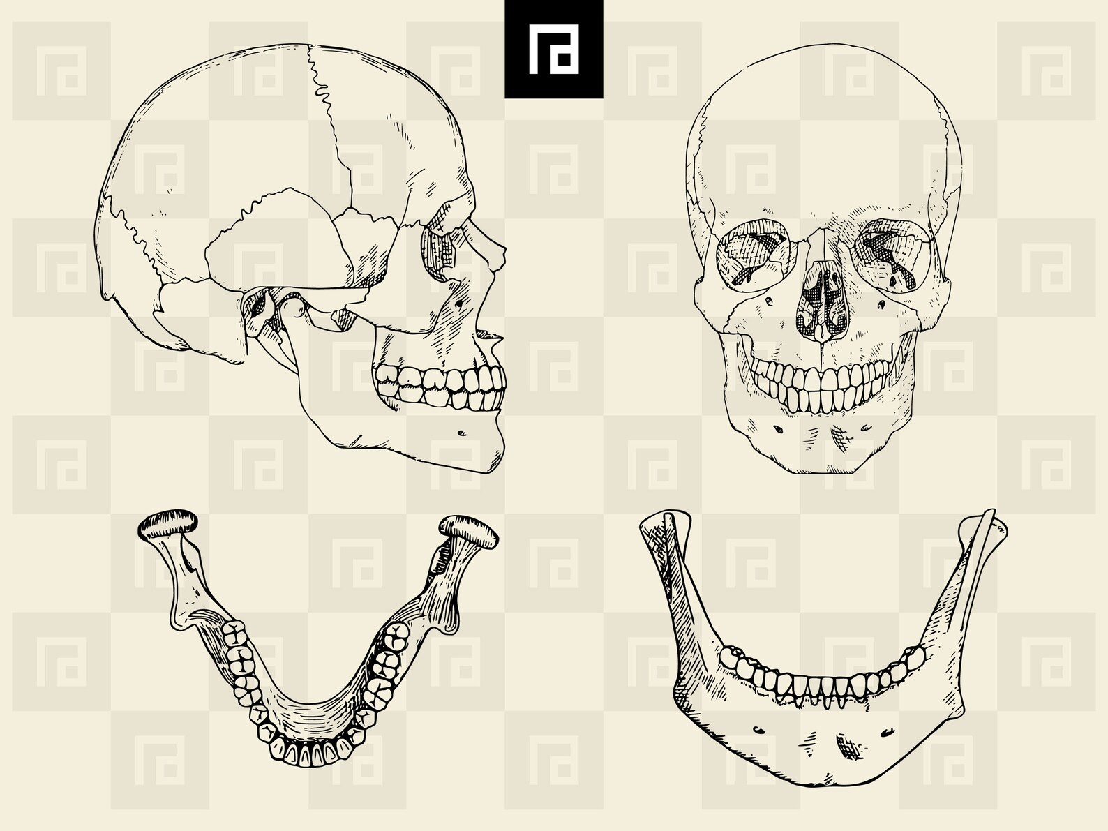 Human Teeth SVG PNG Bundle, Hand-drawn Permanent Teeth, Deciduous Teeth ...