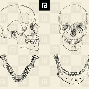 Human Teeth SVG PNG Bundle, Hand-drawn Permanent Teeth, Deciduous Teeth ...