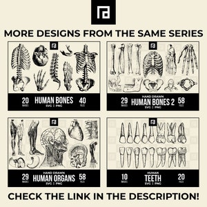 Hand-drawn Human Muscles SVG PNG Bundle, Anatomy Illustrations, Core ...