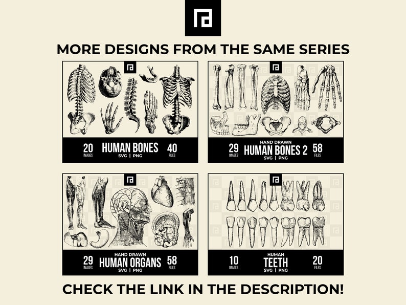 Hand-drawn Human Muscles SVG PNG Bundle, Anatomy Illustrations, Core ...